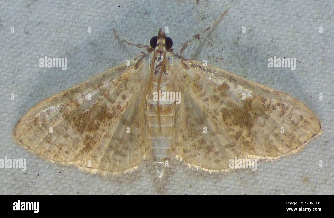 Freeman's Palpita Moth (Palpita freemanalis Stock Photo - Alamy