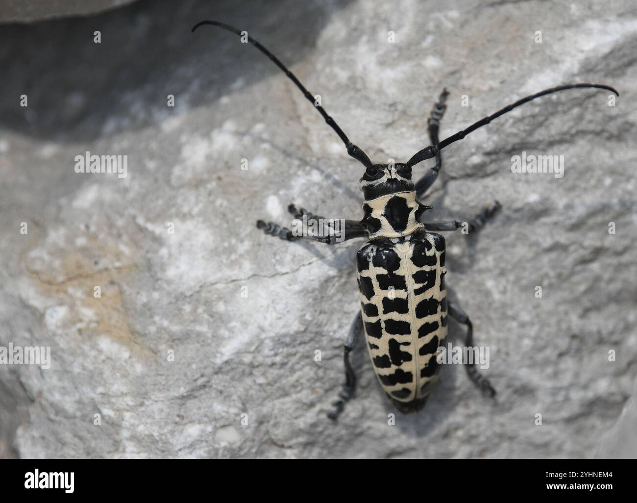 Cottonwood Borer (Plectrodera scalator Stock Photo - Alamy
