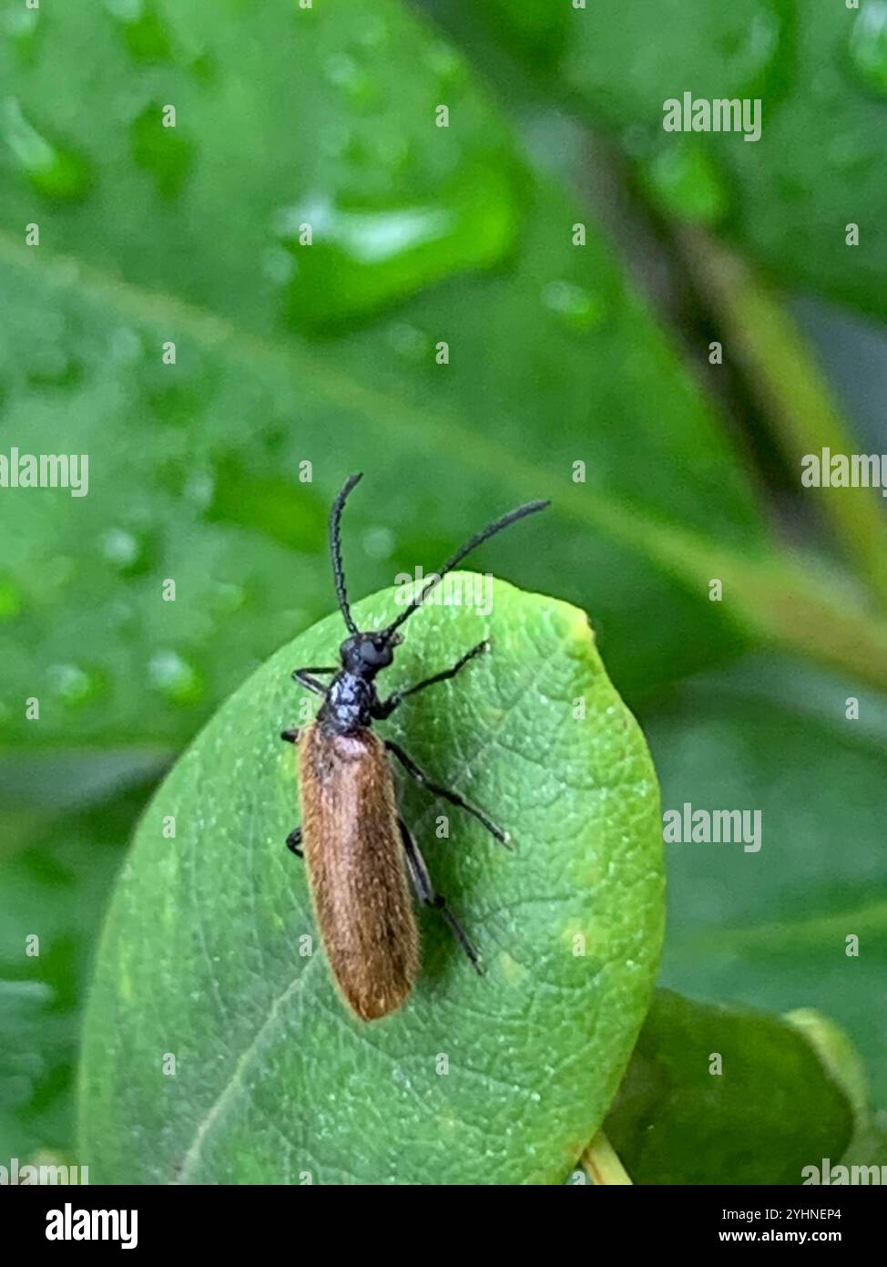 Rough-haired Lagria Beetle (Lagria hirta Stock Photo - Alamy