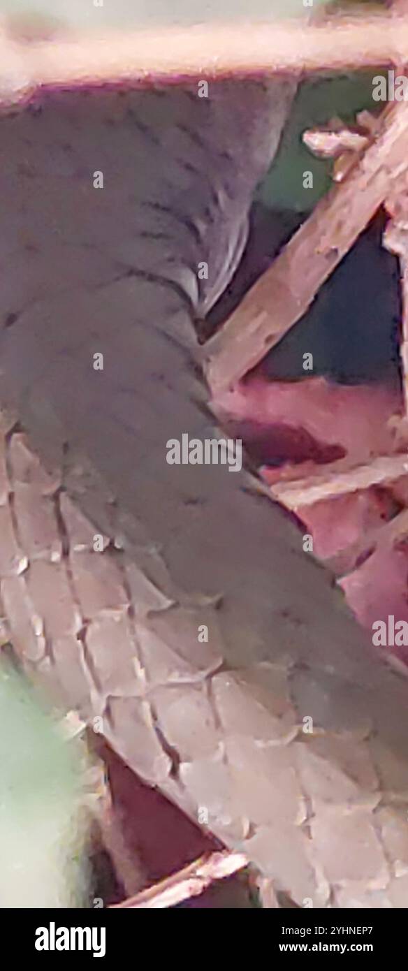 Colubrine Snakes (Colubrinae Stock Photo - Alamy