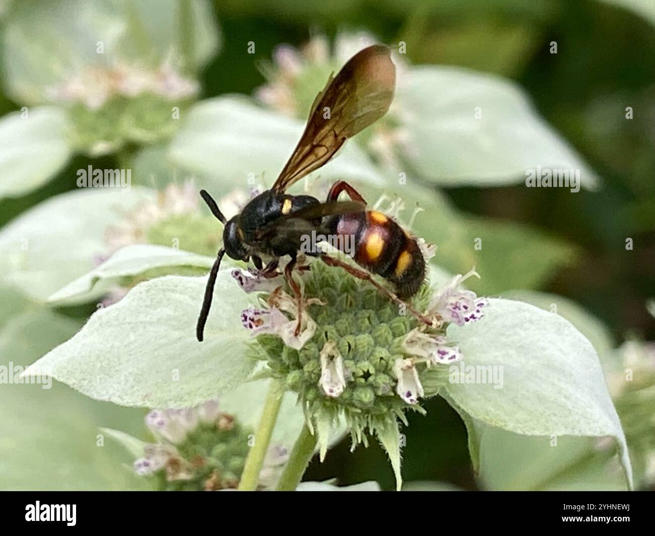 Noble Scoliid Wasp (Scolia nobilitata Stock Photo - Alamy