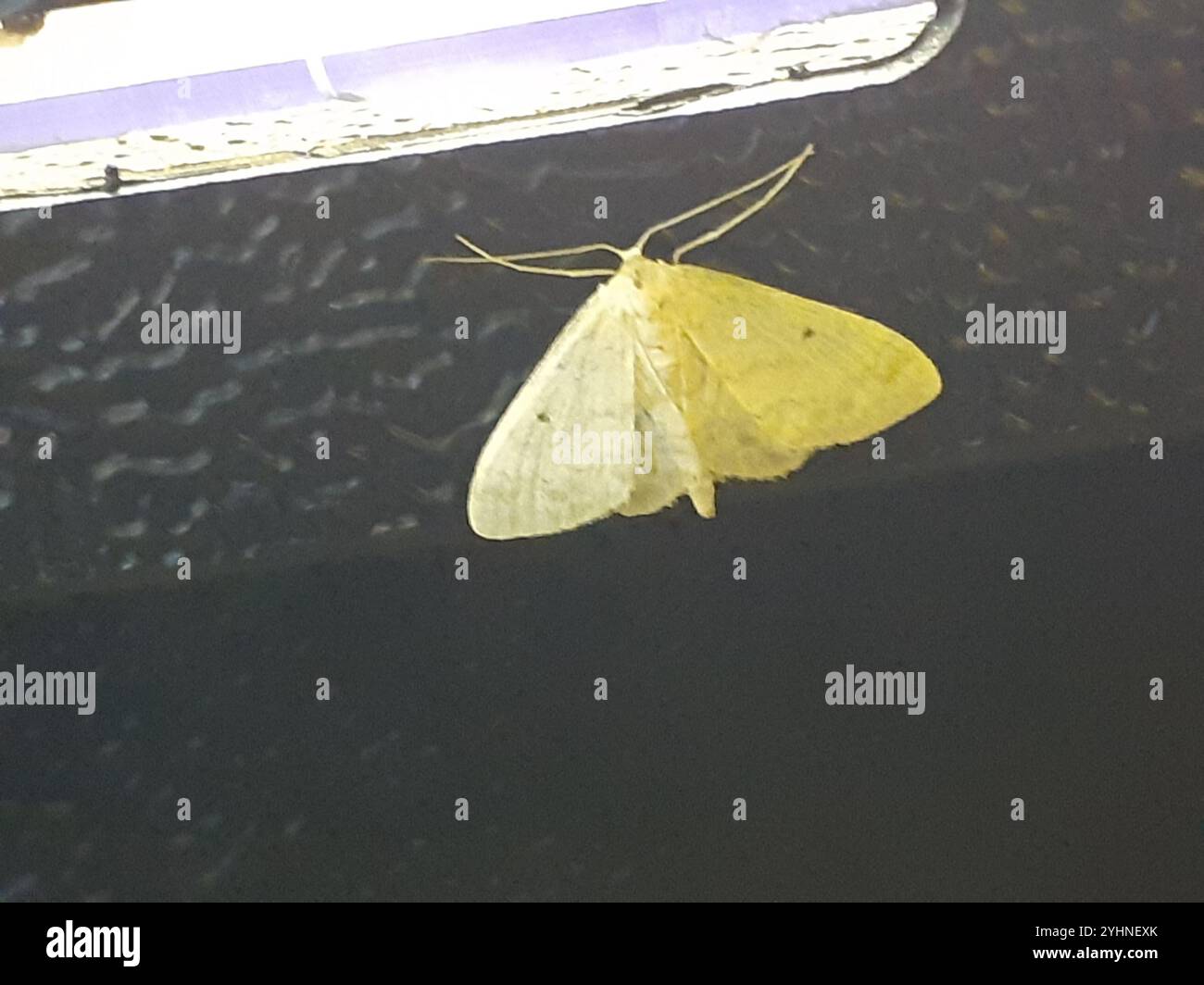 Small fan footed wave hi-res stock photography and images - Alamy