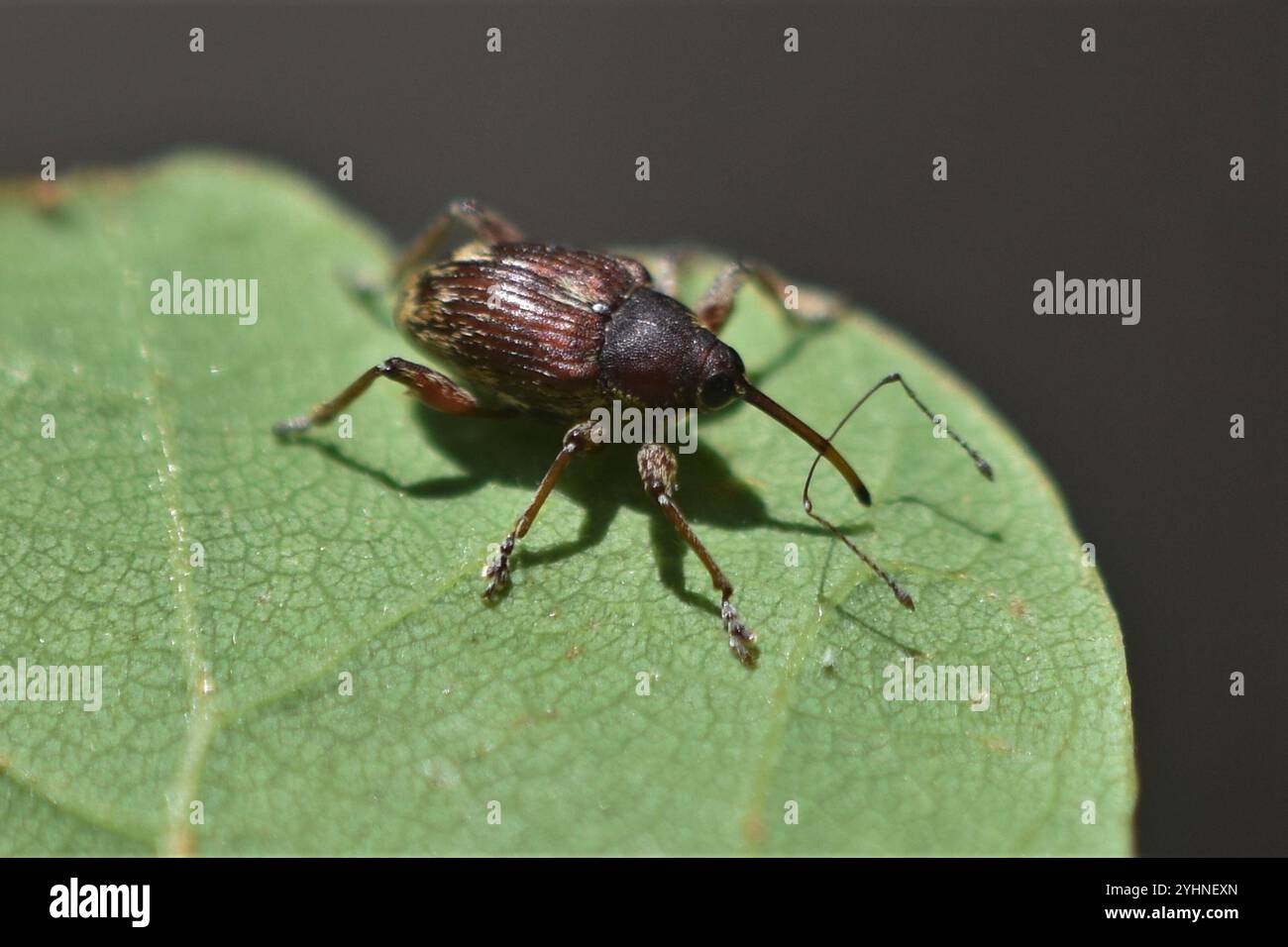 Nut and Acorn Weevils (Curculio Stock Photo - Alamy