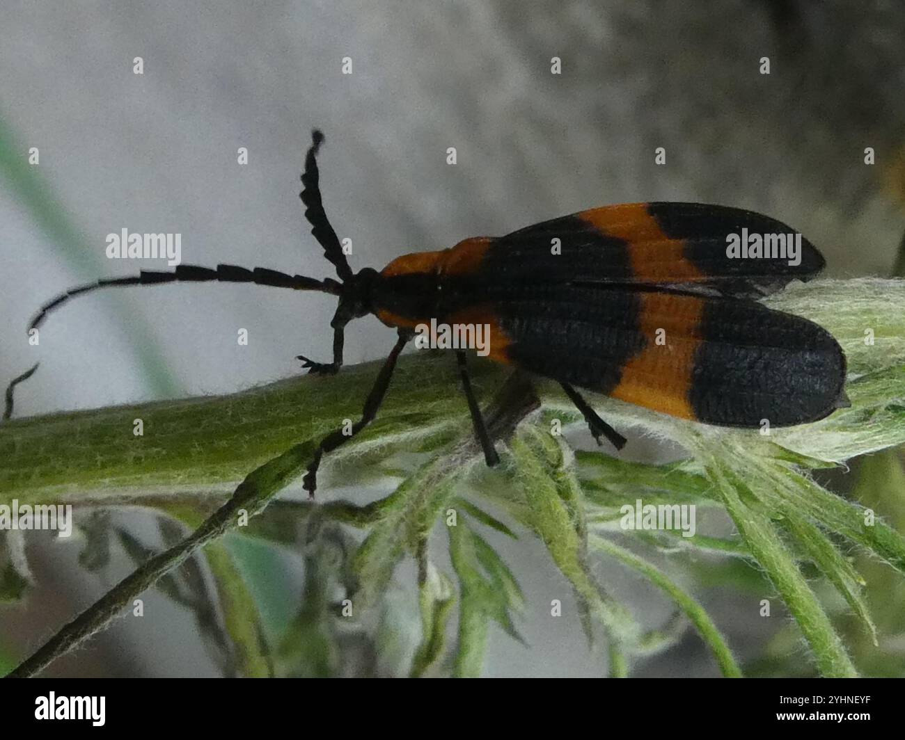 Reticulated net winged beetle hi-res stock photography and images - Alamy