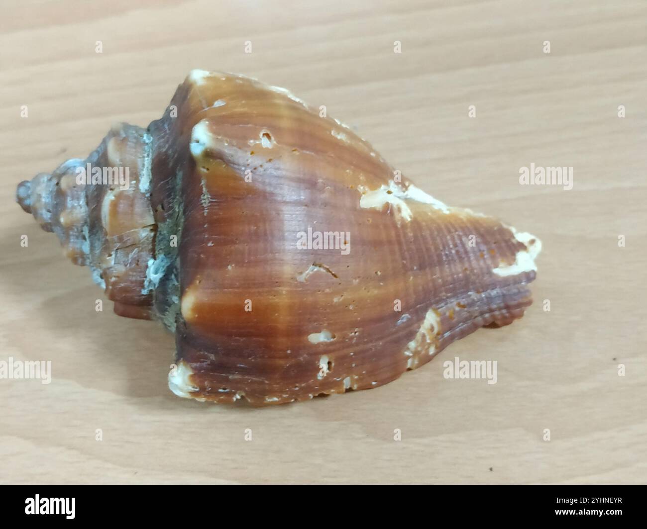 Spiral Melongena (Volegalea cochlidium Stock Photo - Alamy