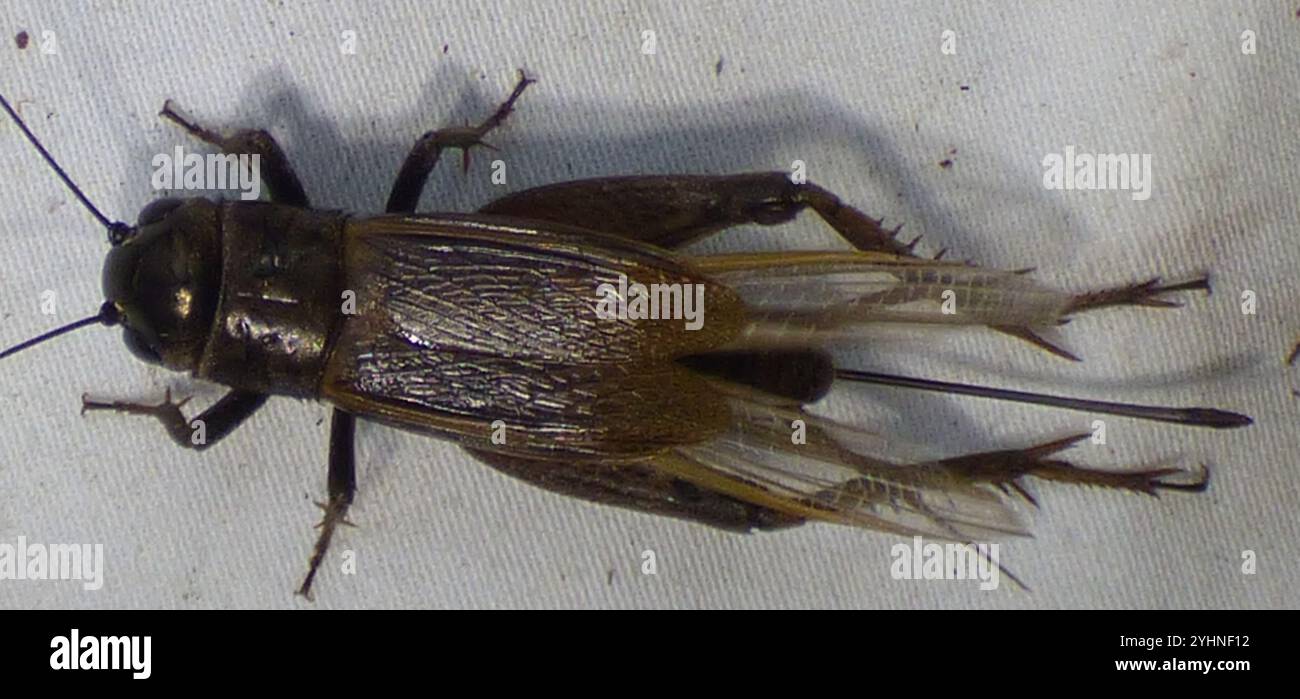 Fall Field Cricket (Gryllus pennsylvanicus Stock Photo - Alamy