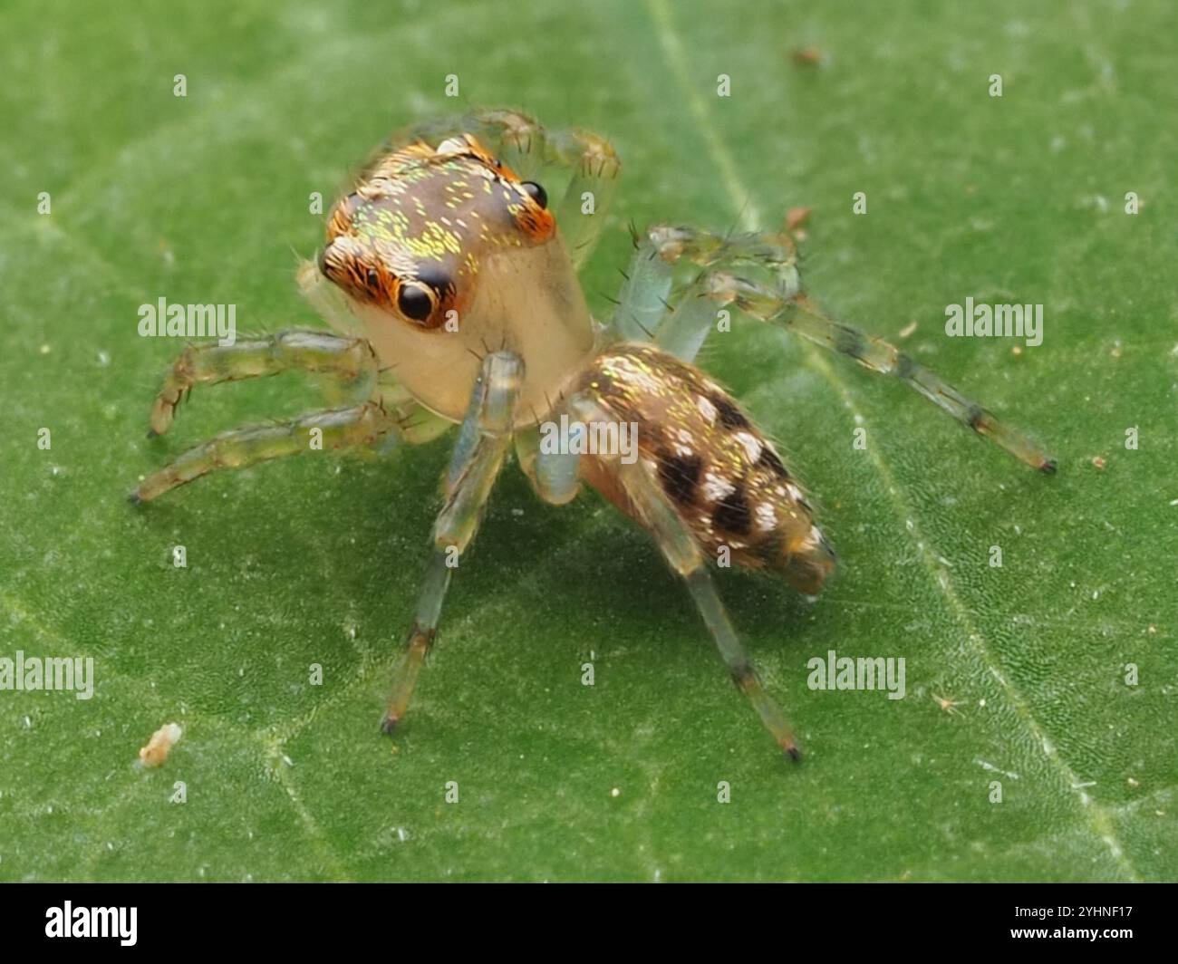Jumping Spiders (Salticidae Stock Photo - Alamy