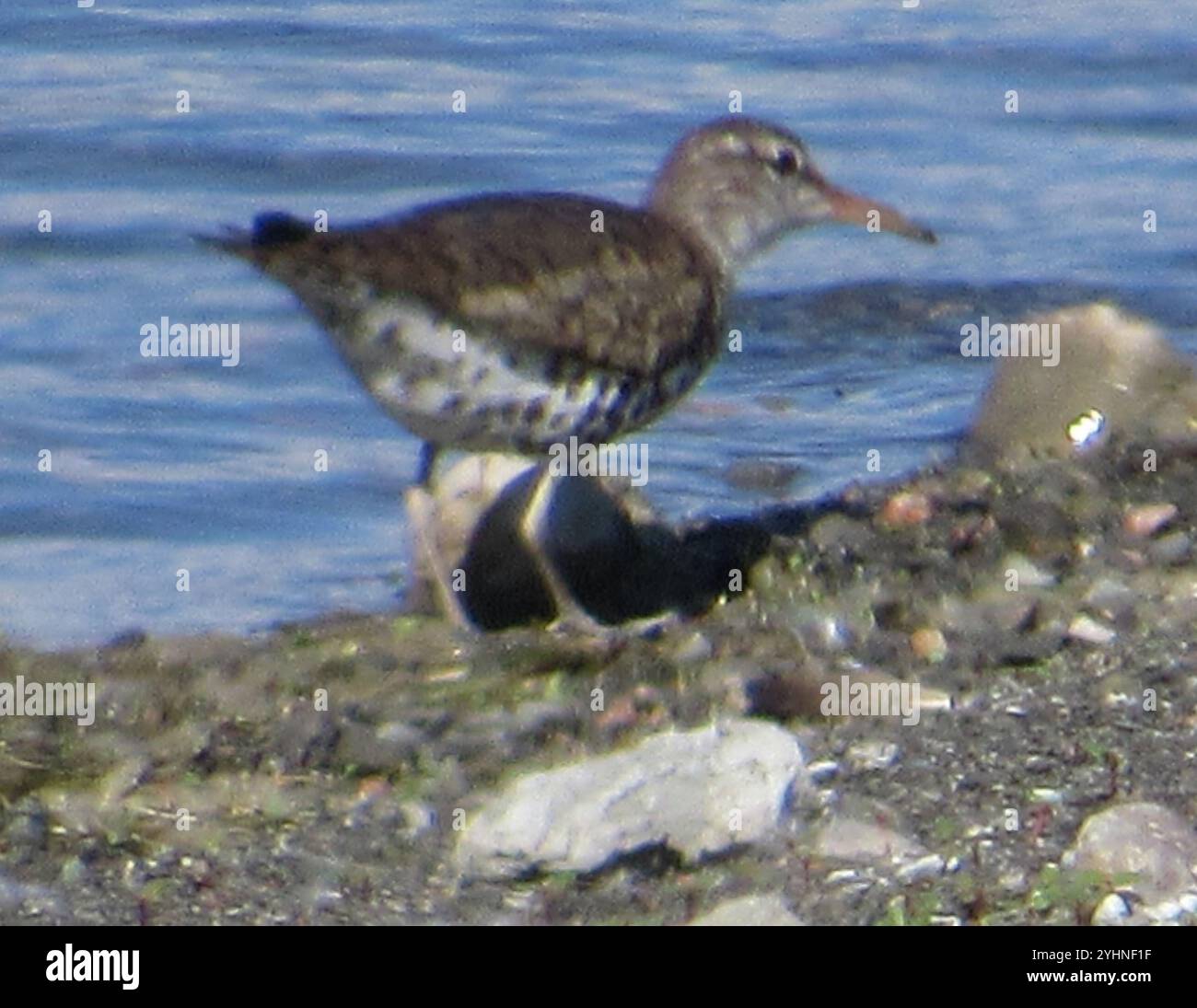 Spotted Sandpiper (Actitis macularius Stock Photo - Alamy