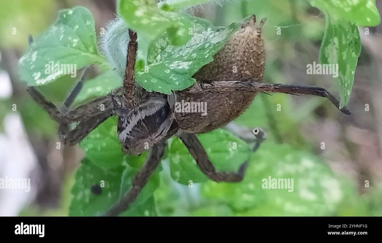 Radiated Wolf Spider (Hogna radiata Stock Photo - Alamy