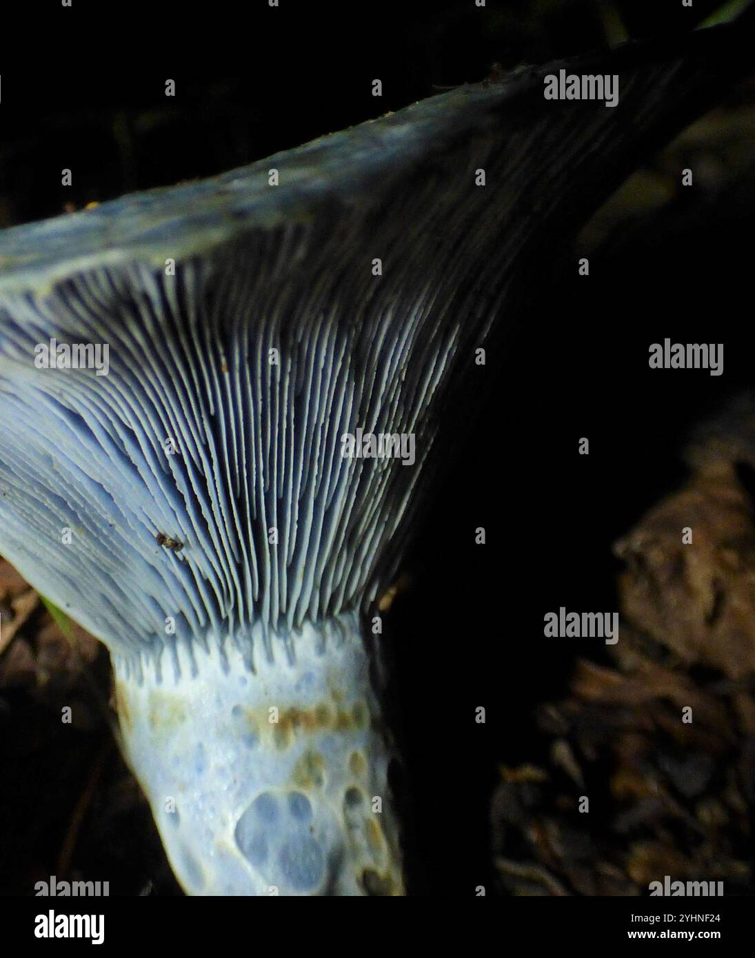 indigo milk cap (Lactarius indigo Stock Photo - Alamy