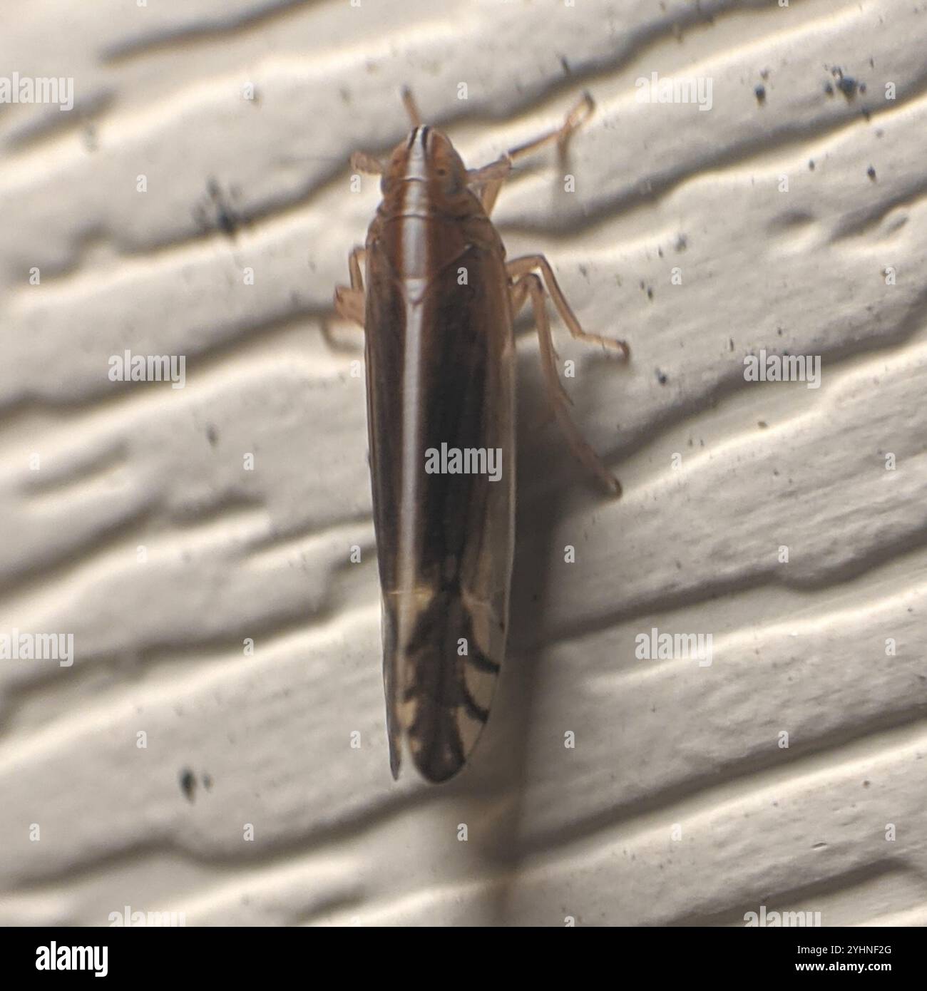 Stenocranus hi-res stock photography and images - Alamy