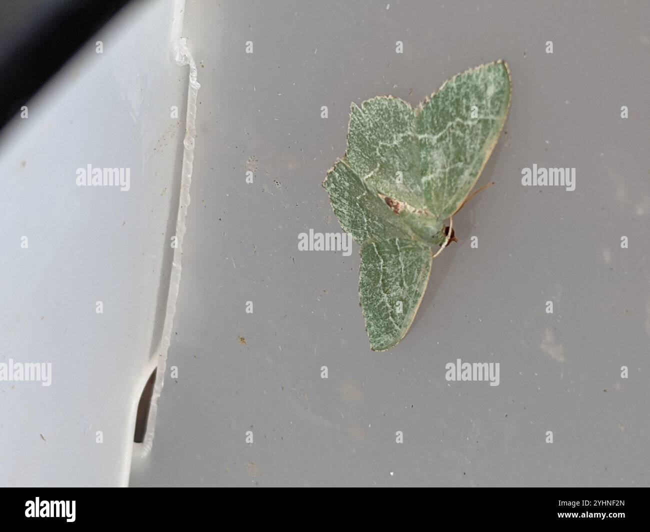 Common Emerald (Hemithea aestivaria Stock Photo - Alamy