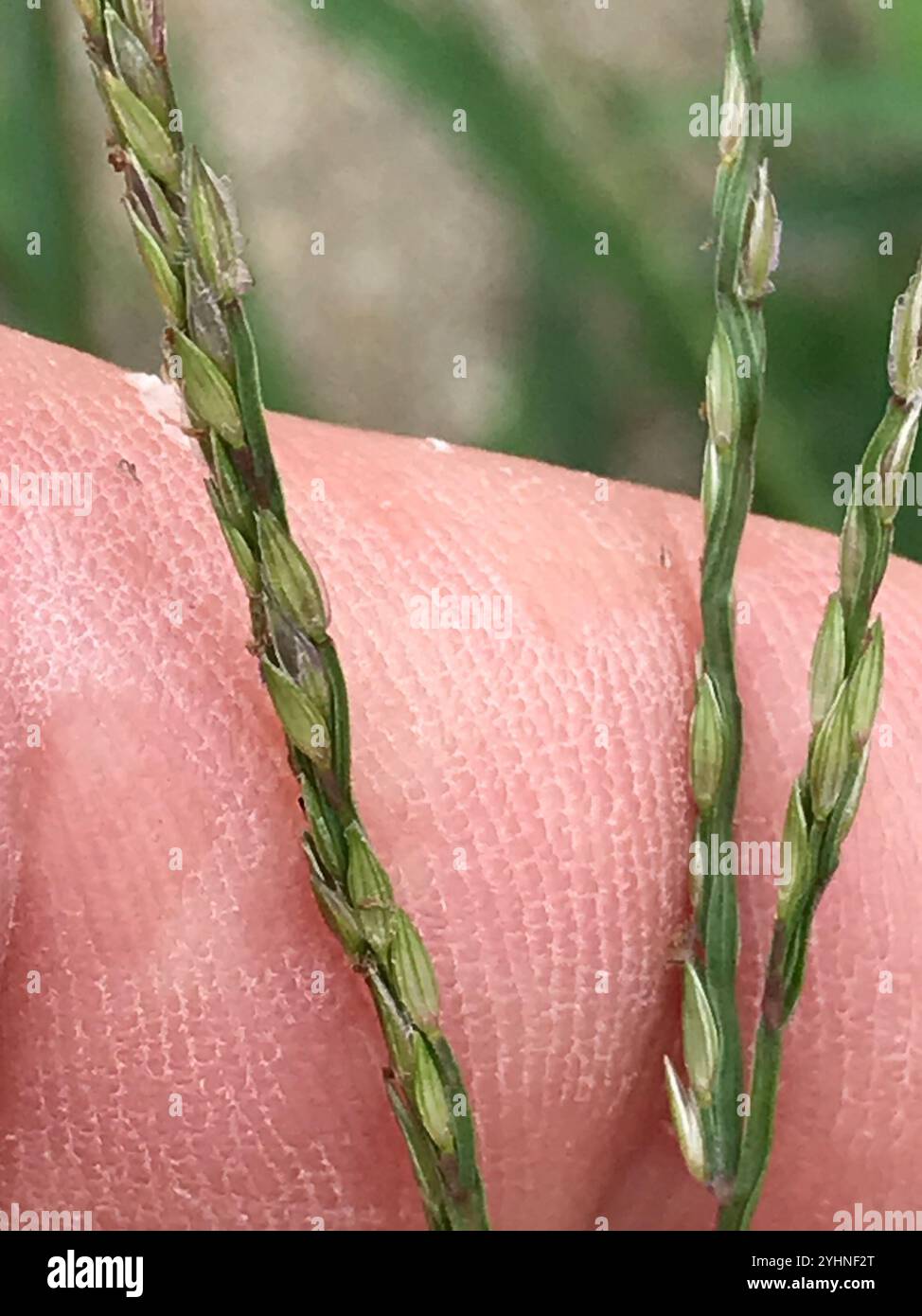 Hairy Crabgrass (Digitaria sanguinalis Stock Photo - Alamy