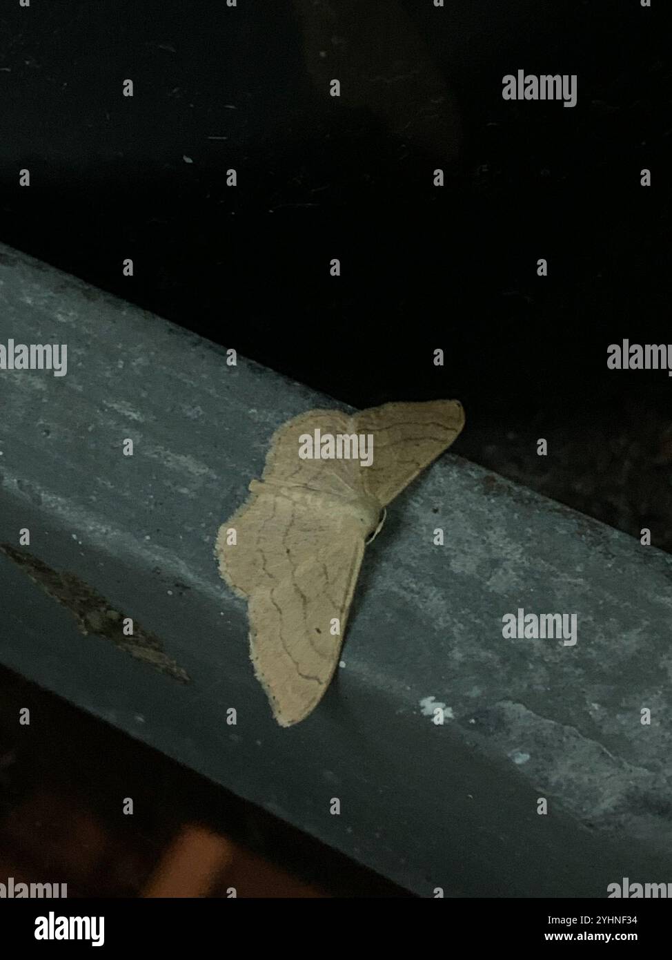 Riband Wave (Idaea aversata Stock Photo - Alamy