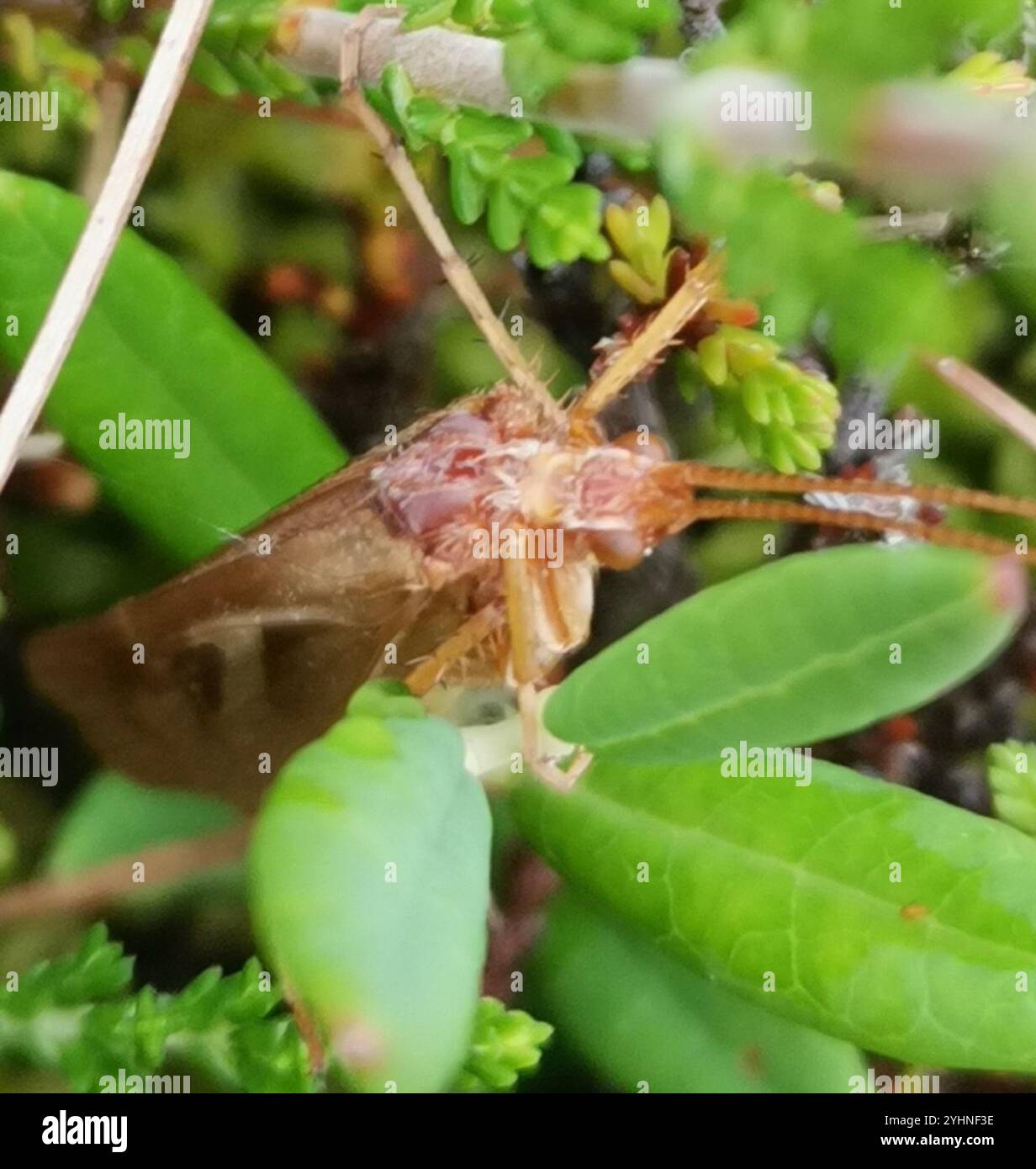 Limnephilus rhombicus hi-res stock photography and images - Alamy