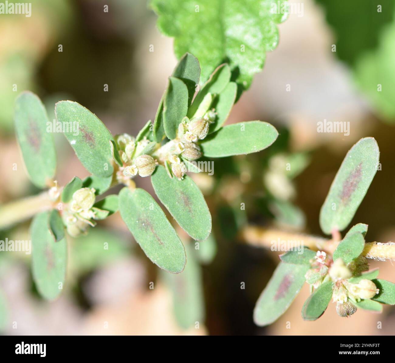 Spotted spurge (Euphorbia maculata Stock Photo - Alamy