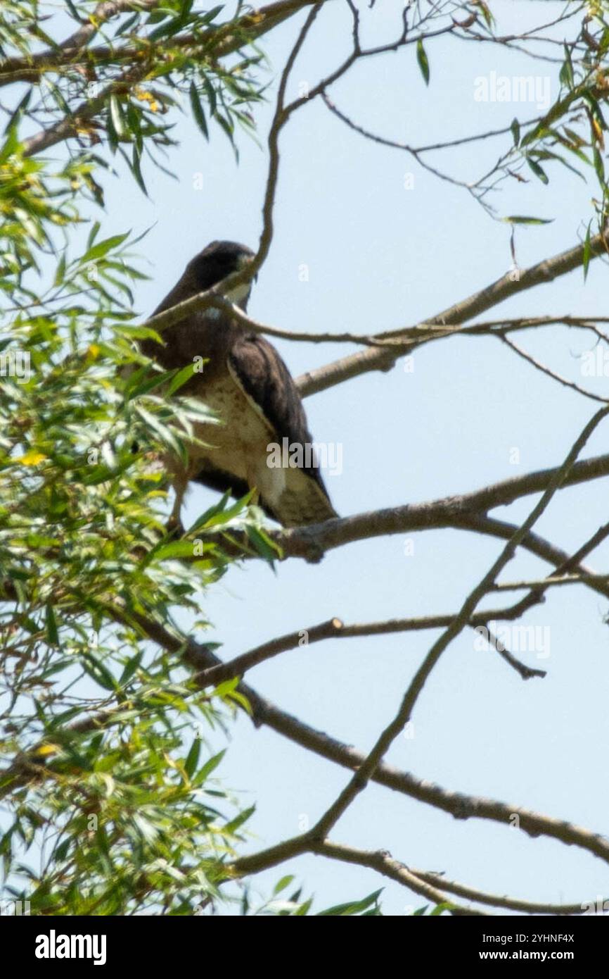 Swainson's Hawk (Buteo swainsoni Stock Photo - Alamy