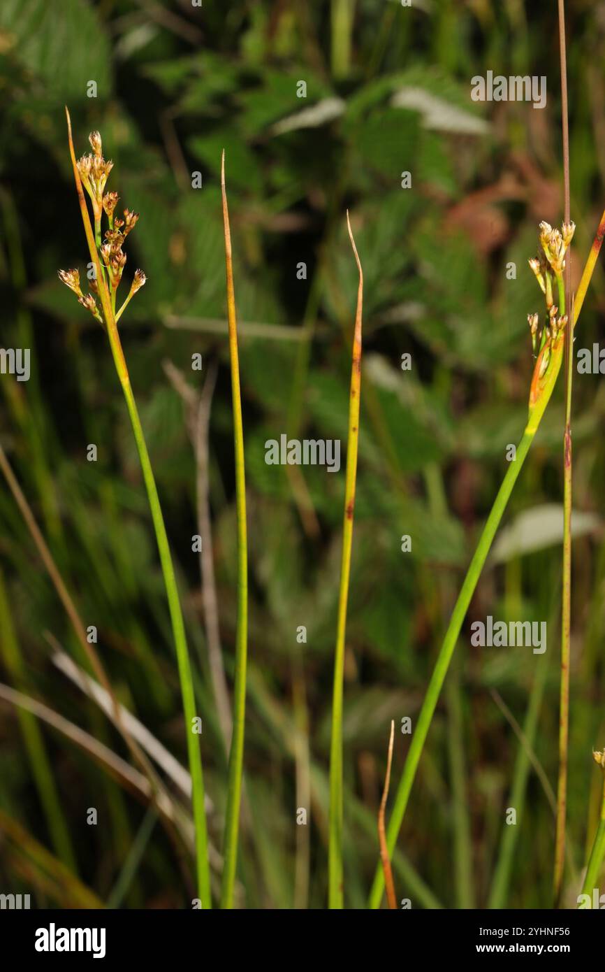 Sharp-flowered Rush (Juncus acutiflorus Stock Photo - Alamy