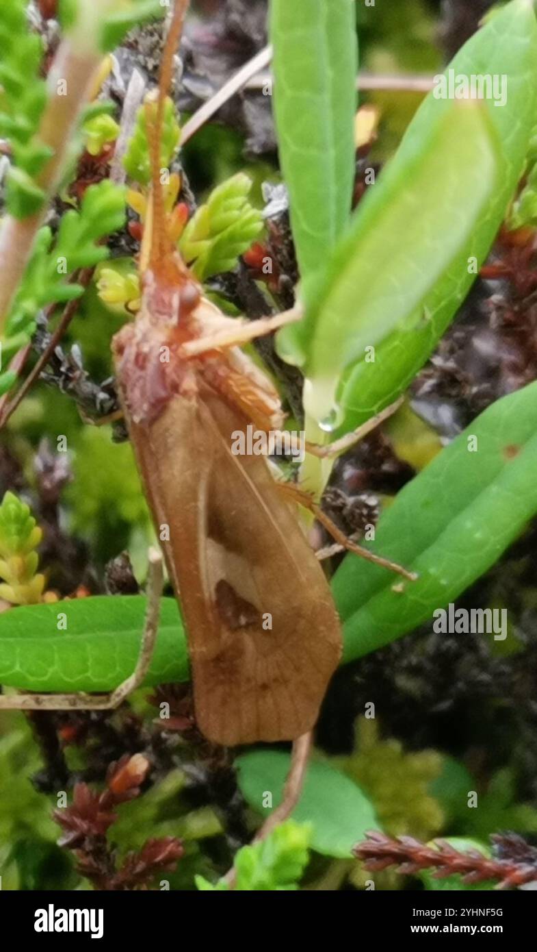 Diamond Northern Caddisfly (Limnephilus rhombicus Stock Photo - Alamy