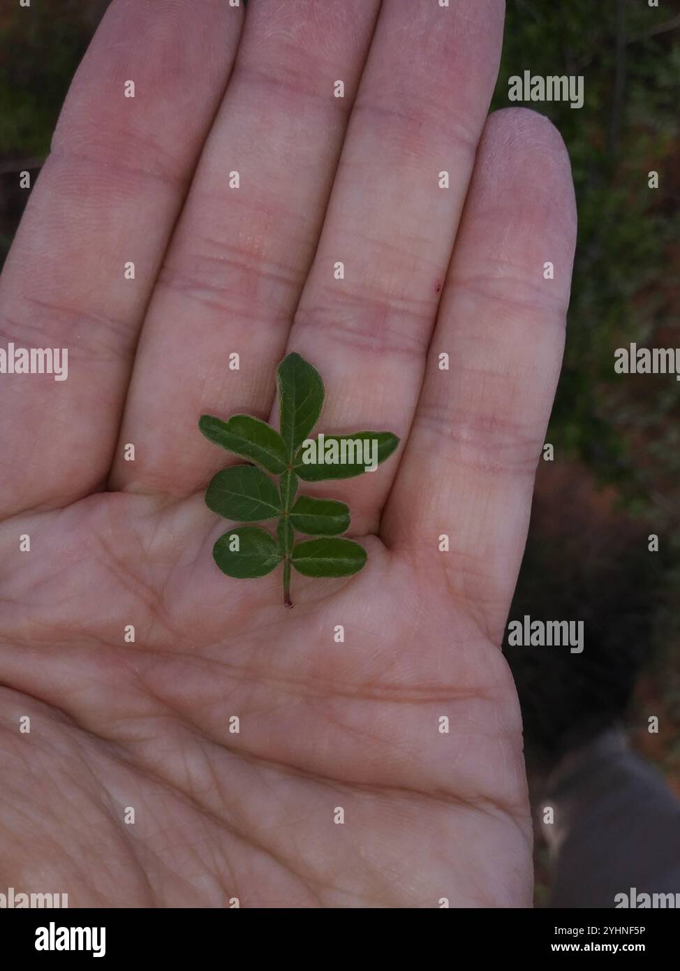 little leaf sumac (Rhus microphylla Stock Photo - Alamy