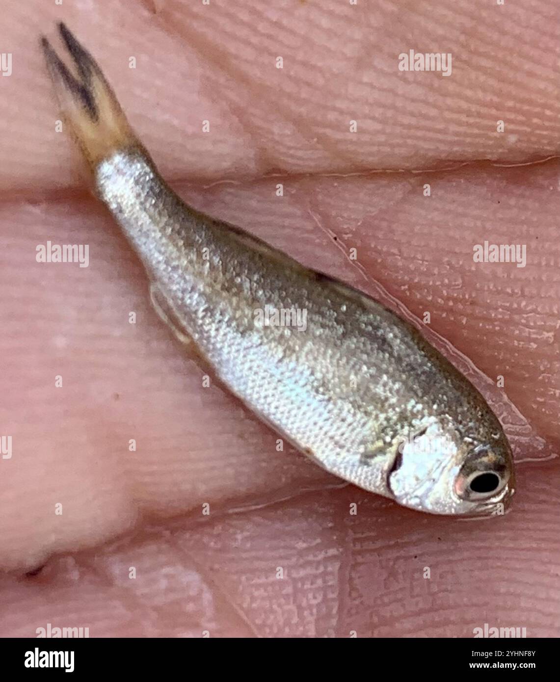 Hawaiian Flagtail (Kuhlia xenura Stock Photo - Alamy