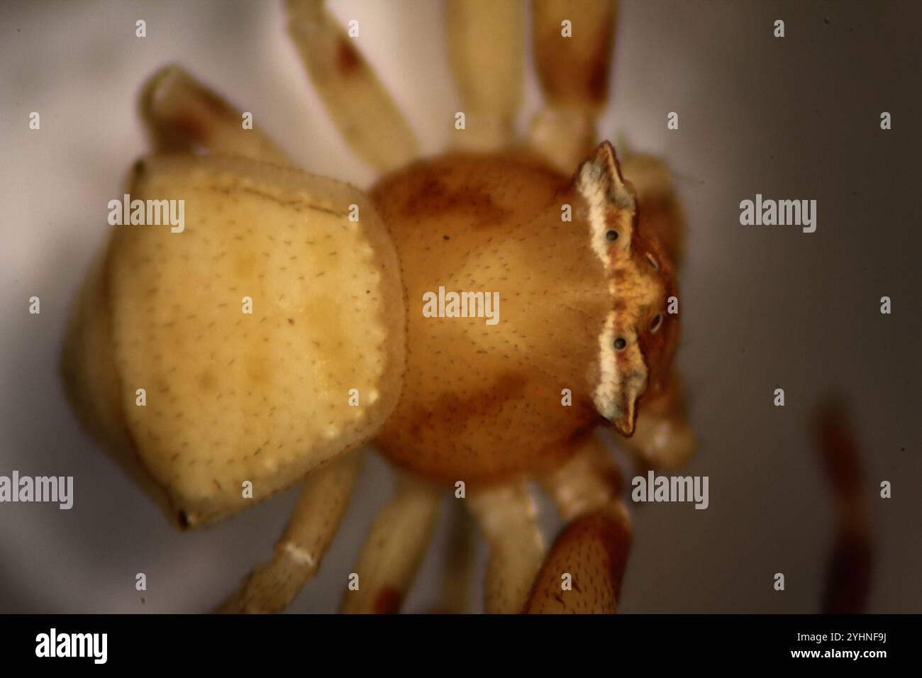 Masked Crab Spider (Thomisus labefactus Stock Photo - Alamy