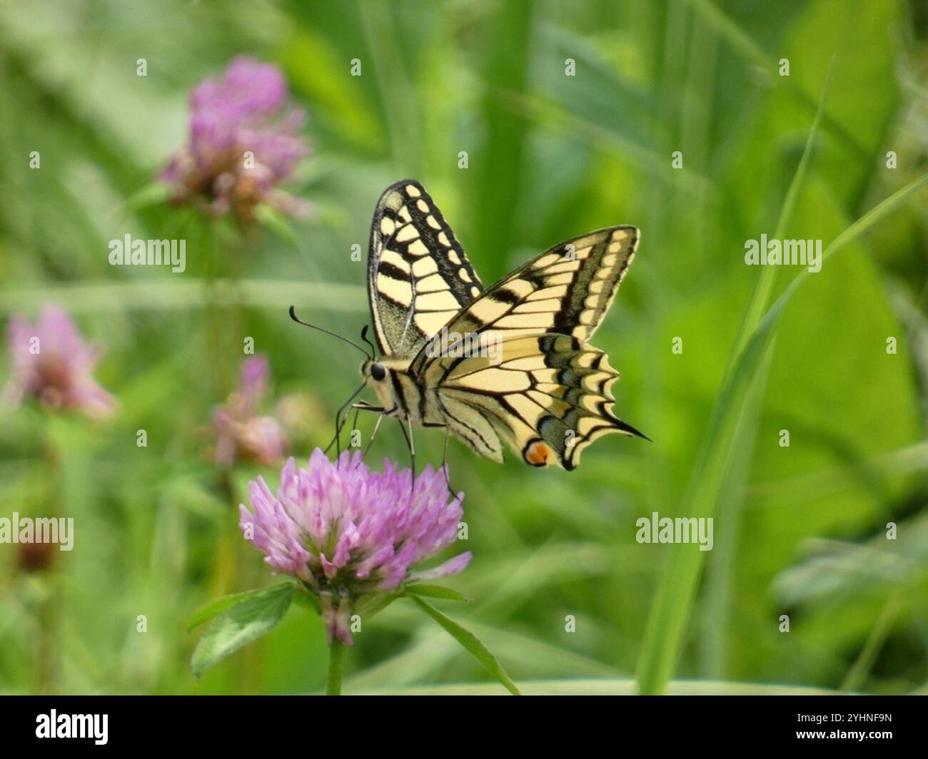 Old World Swallowtail (Papilio machaon Stock Photo - Alamy