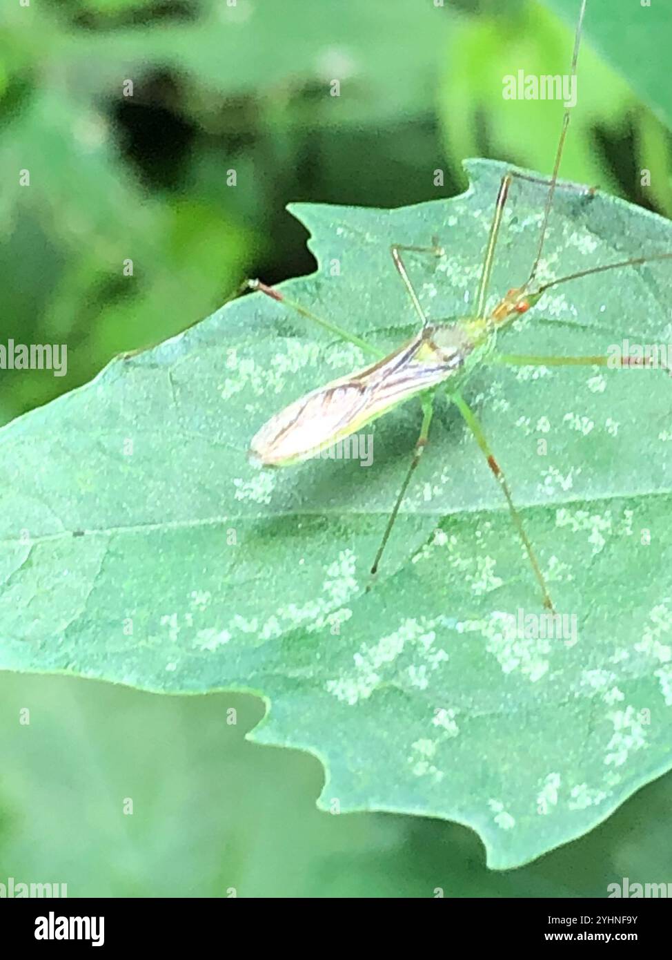 Pale Green Assassin Bug (Zelus luridus Stock Photo - Alamy
