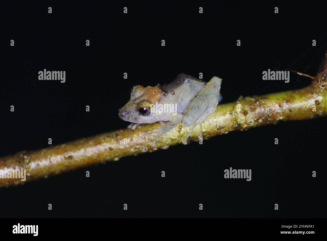 Clay colored rain frog hi-res stock photography and images - Alamy