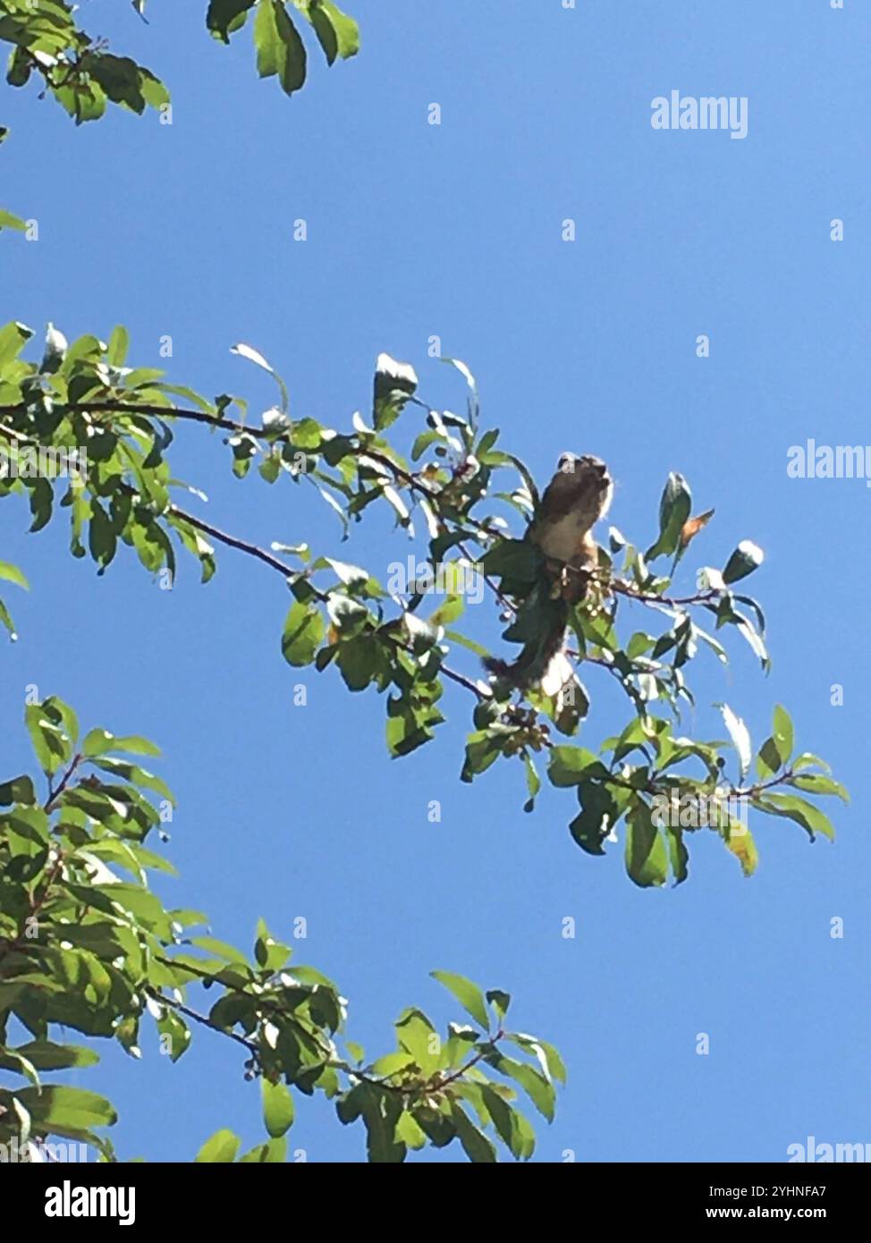 Townsend's Chipmunk (Neotamias townsendii Stock Photo - Alamy