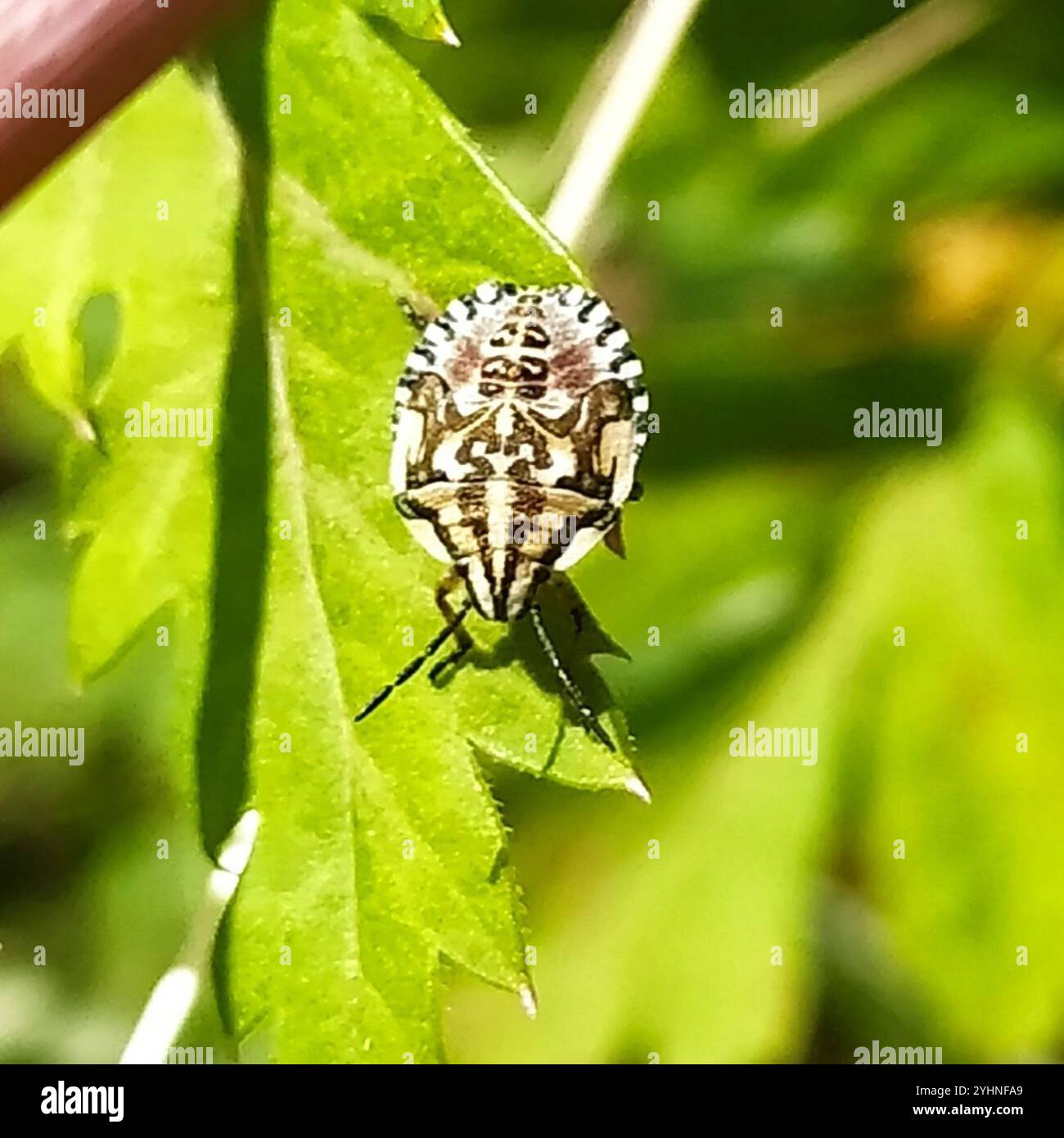 Black shouldered shieldbug hi-res stock photography and images - Alamy