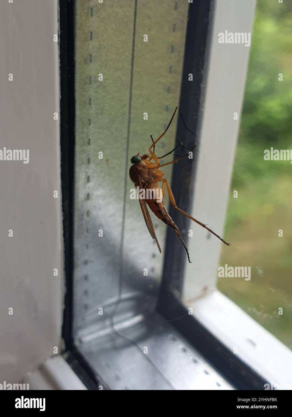 Marsh Snipe Fly (Rhagio tringarius Stock Photo - Alamy