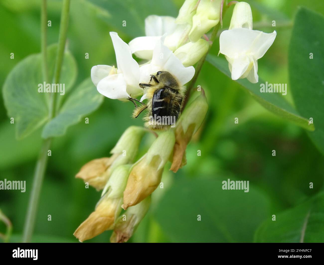 Bee-mimic Beetle (Trichiotinus assimilis Stock Photo - Alamy