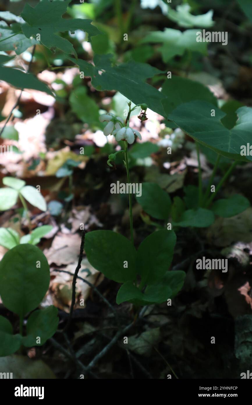 shinleaf (Pyrola elliptica Stock Photo - Alamy