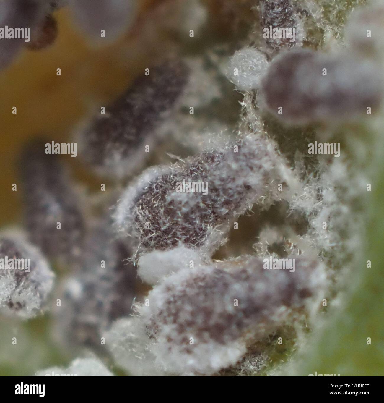 Witch-hazel Cone Gall Aphid (Hormaphis hamamelidis Stock Photo - Alamy