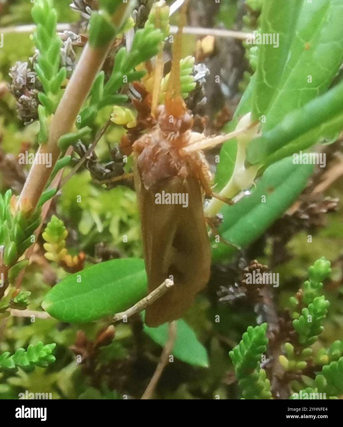 Diamond Northern Caddisfly (Limnephilus rhombicus Stock Photo - Alamy