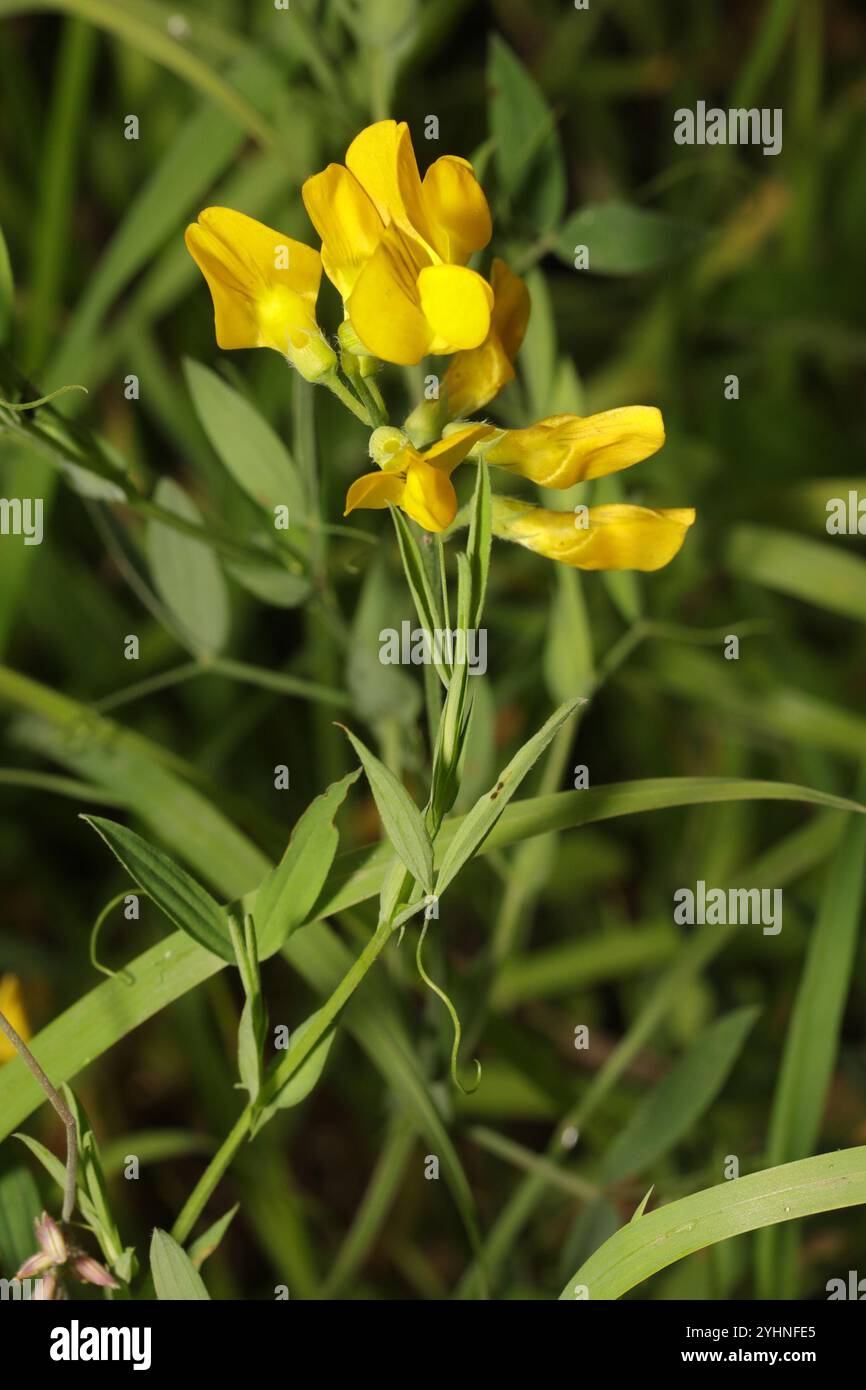 meadow pea (Lathyrus pratensis Stock Photo - Alamy