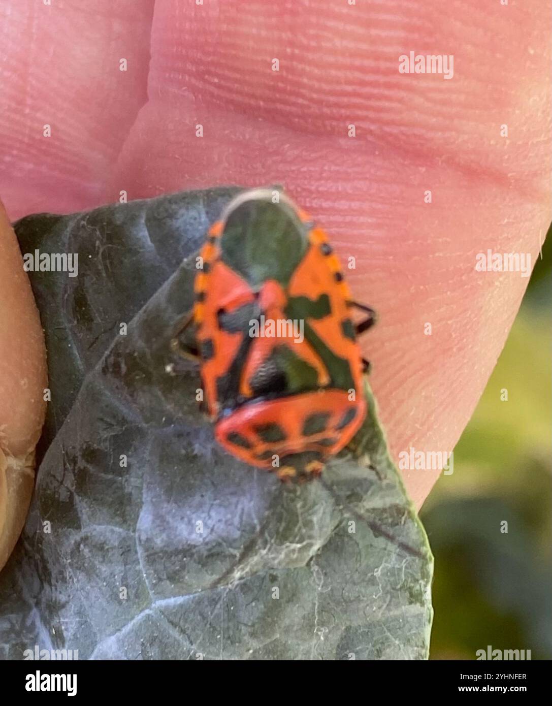 cruciferous bug (Eurydema ventralis Stock Photo - Alamy