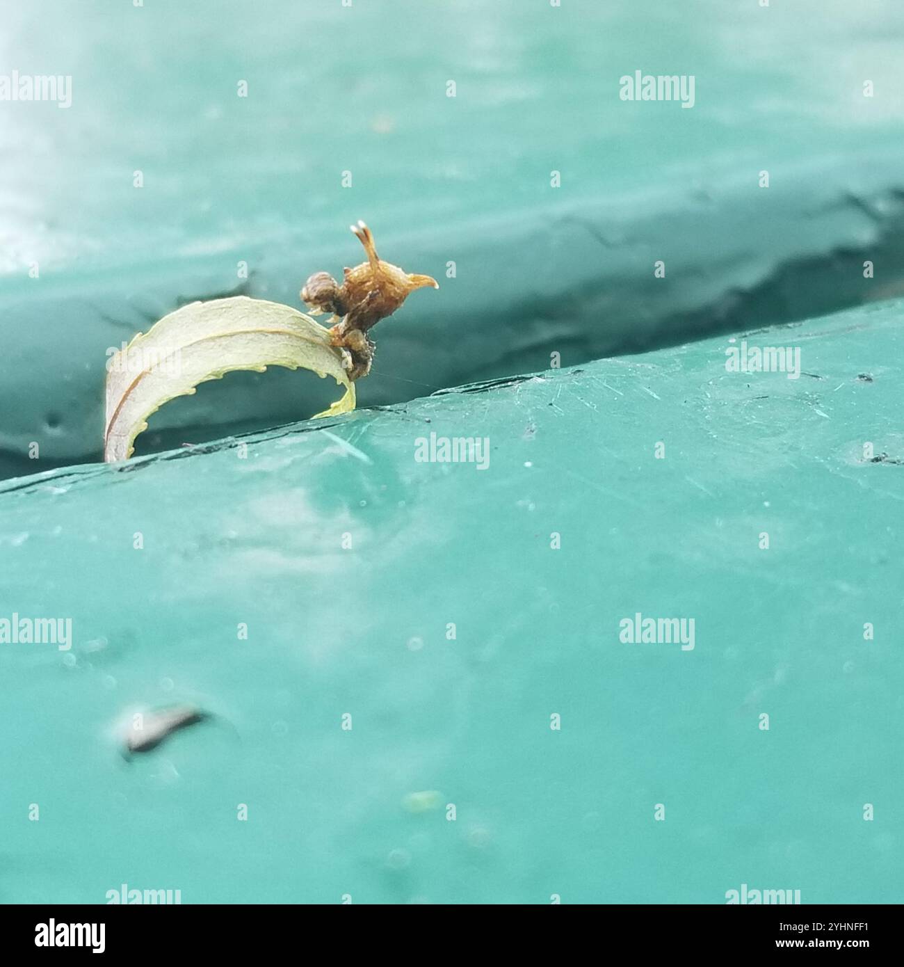 Horned spanworm hi-res stock photography and images - Alamy