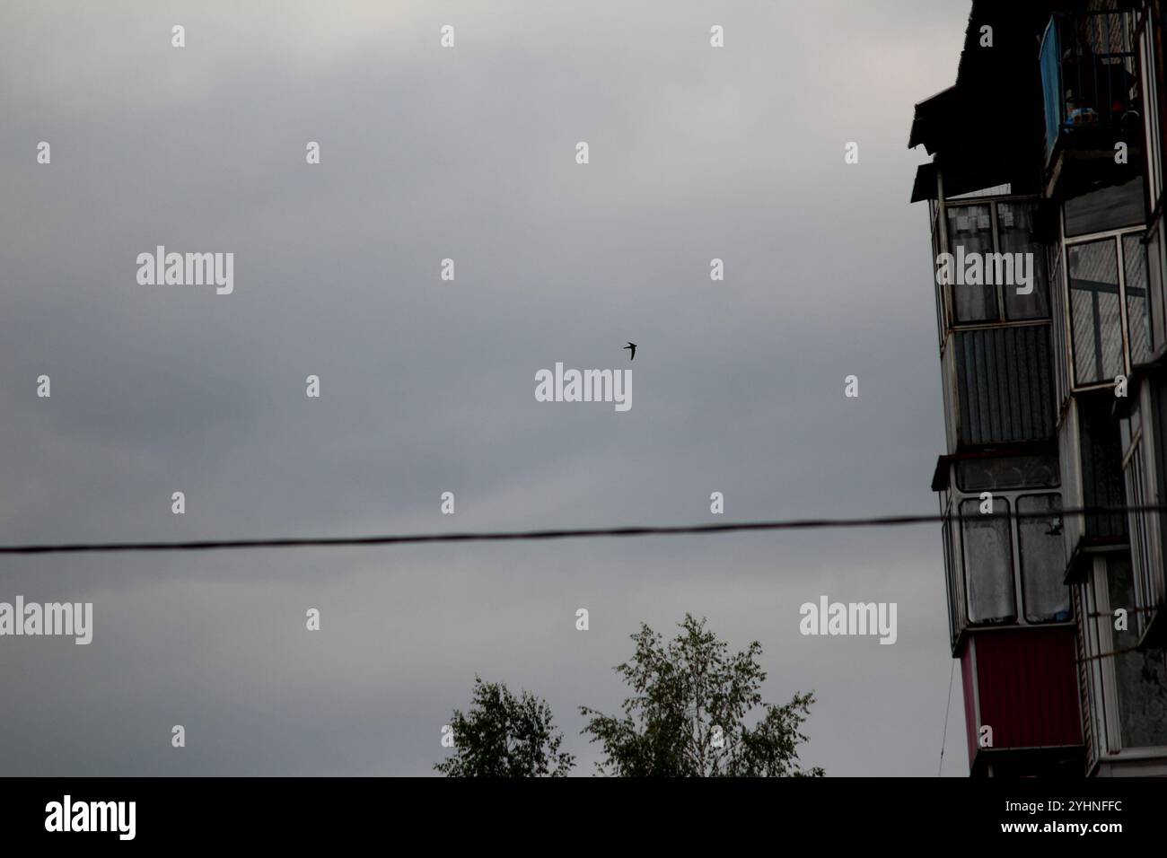Pacific Swift (Apus pacificus Stock Photo - Alamy