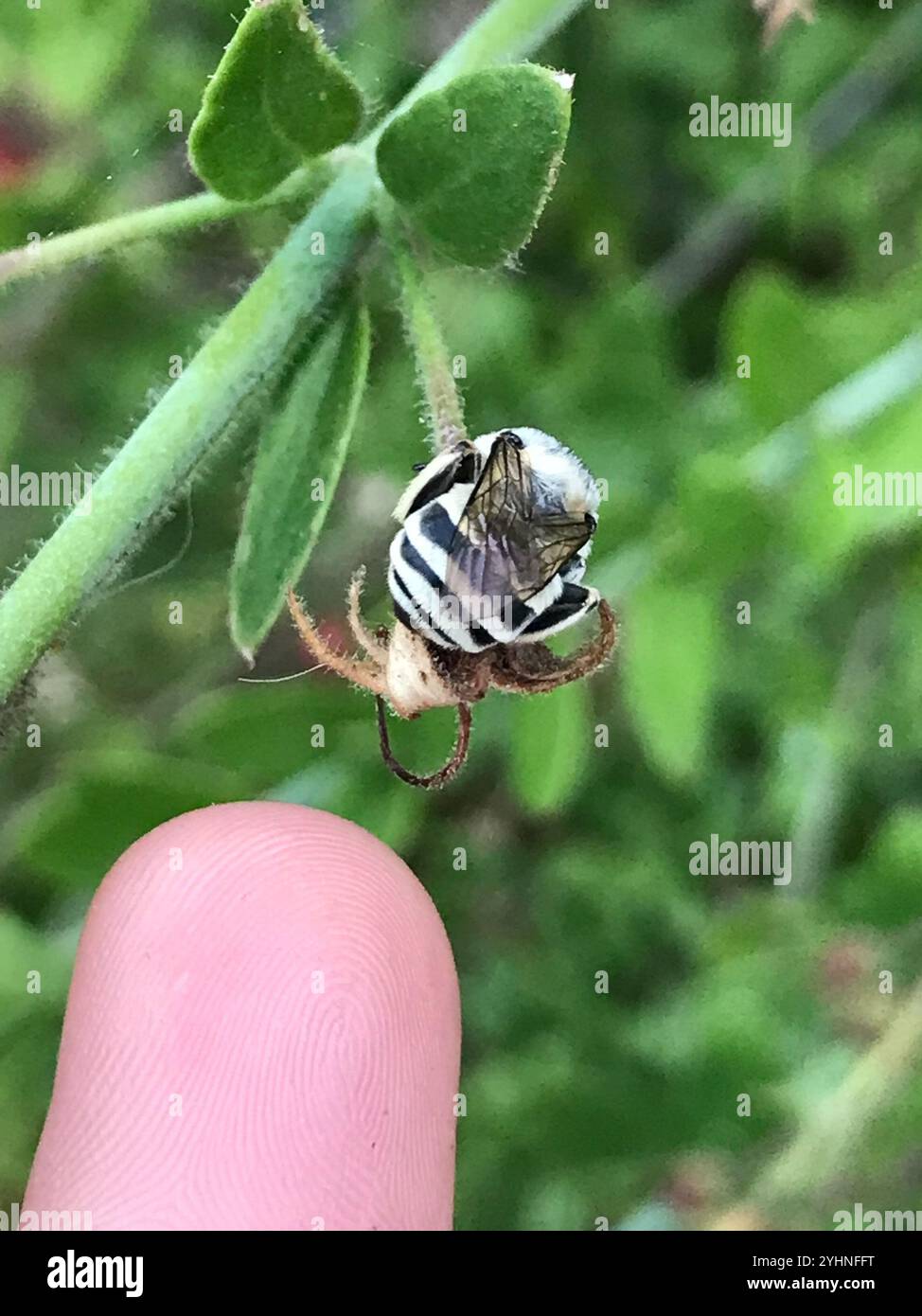 Urbane Digger Bee (Anthophora urbana Stock Photo - Alamy