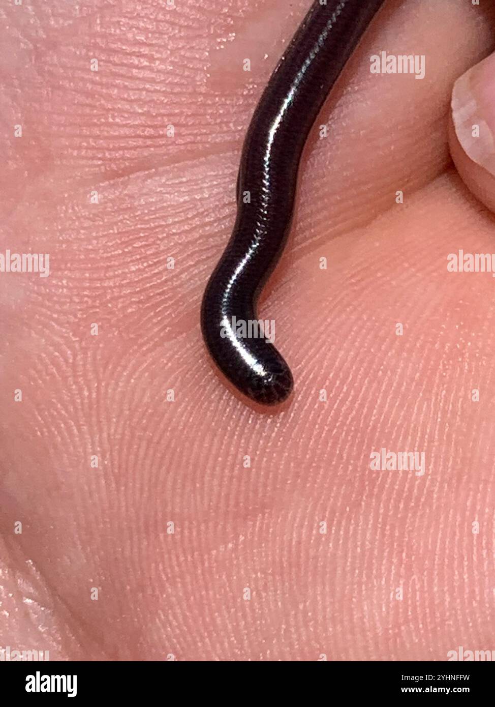 Brahminy Blindsnake (Indotyphlops braminus Stock Photo - Alamy