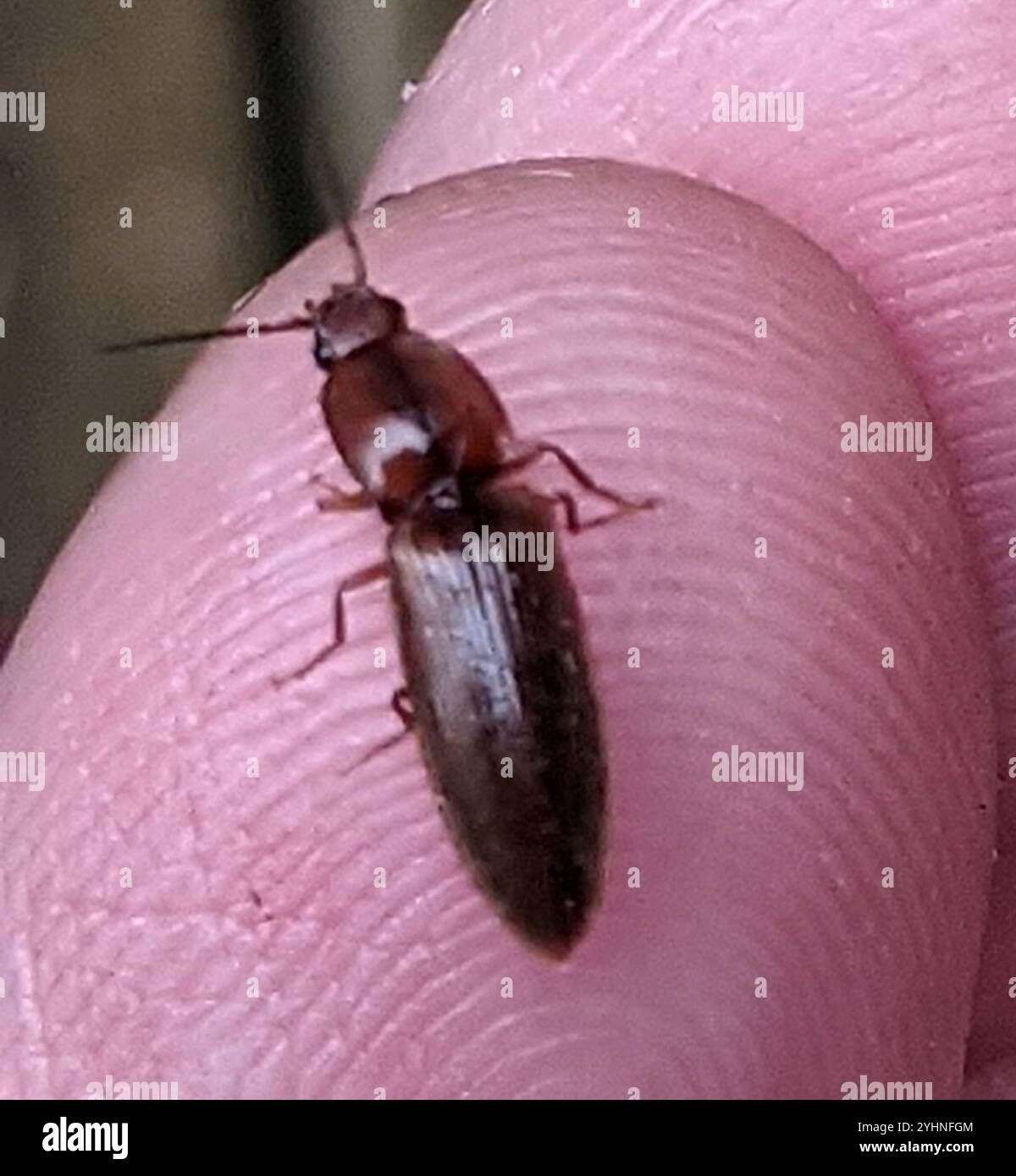 Click Beetles (Elateridae Stock Photo - Alamy