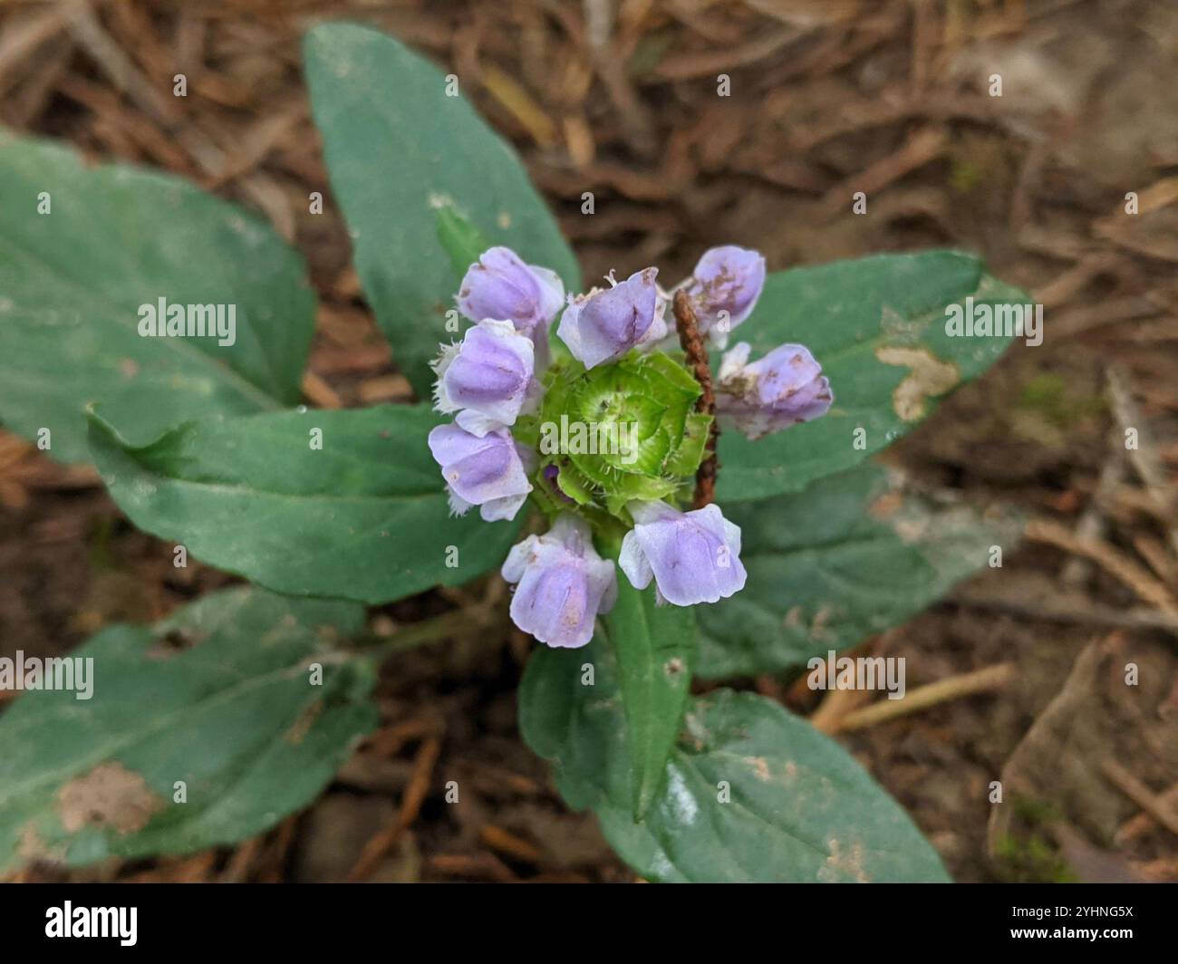 common selfheal (Prunella vulgaris Stock Photo - Alamy