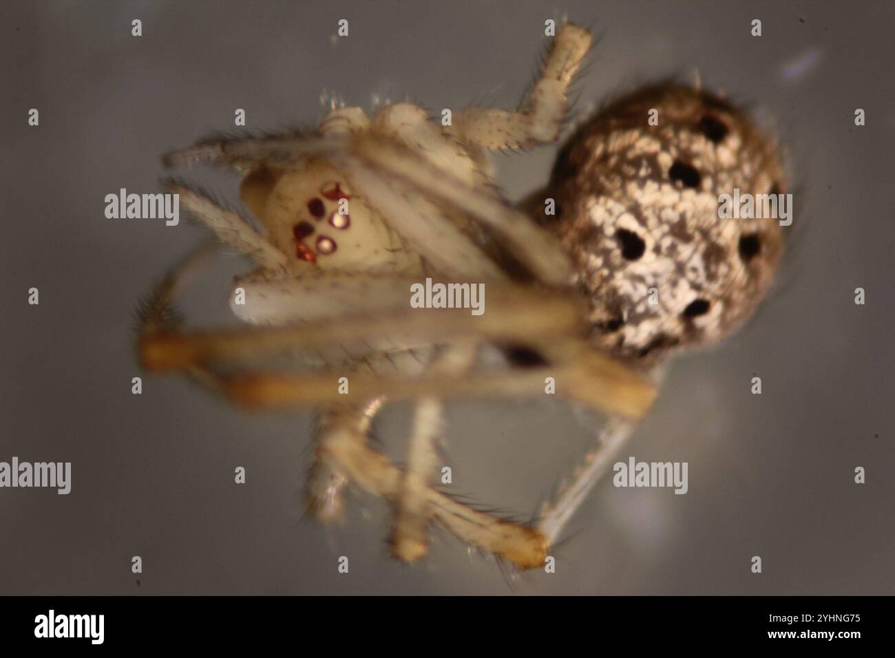 Comb-footed Spiders (Theridiidae Stock Photo - Alamy
