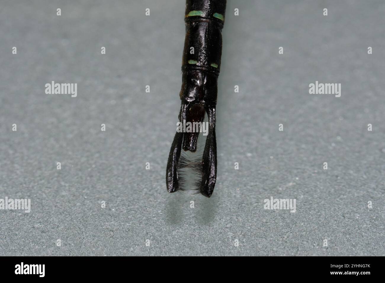 Swamp Darner (Epiaeschna heros Stock Photo - Alamy