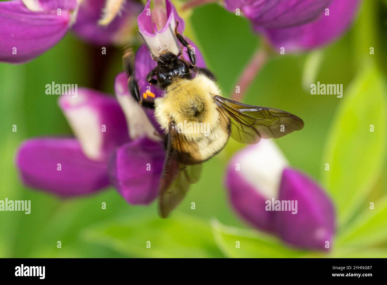 Two-spotted Bumble Bee (Bombus bimaculatus Stock Photo - Alamy