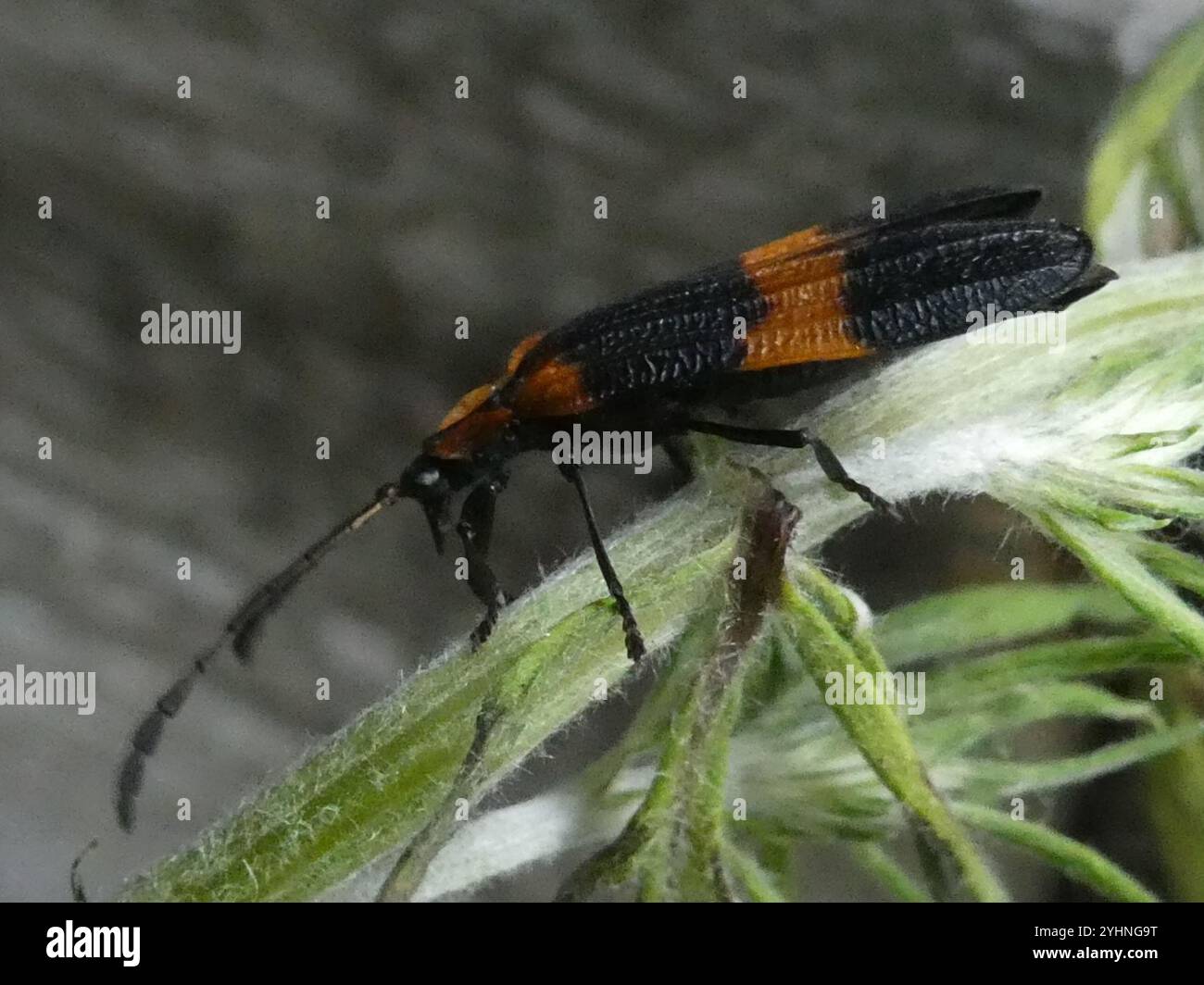 Reticulated beetle hi-res stock photography and images - Alamy
