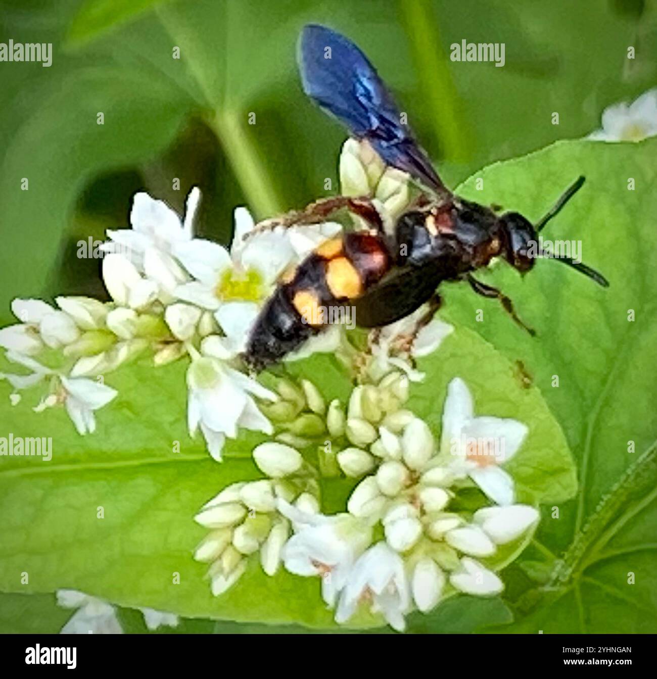 Noble Scoliid Wasp (Scolia nobilitata Stock Photo - Alamy