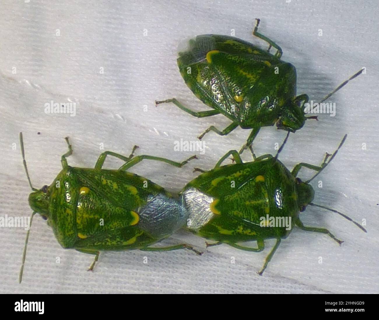Juniper Stink Bug (Banasa euchlora Stock Photo - Alamy